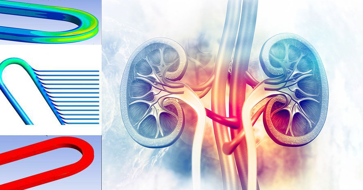 Building a Bioartificial Kidney